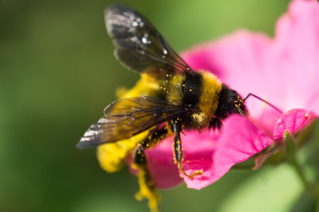 How to Attract Friendly Honey Bees to Your Garden - SWEET HIVE